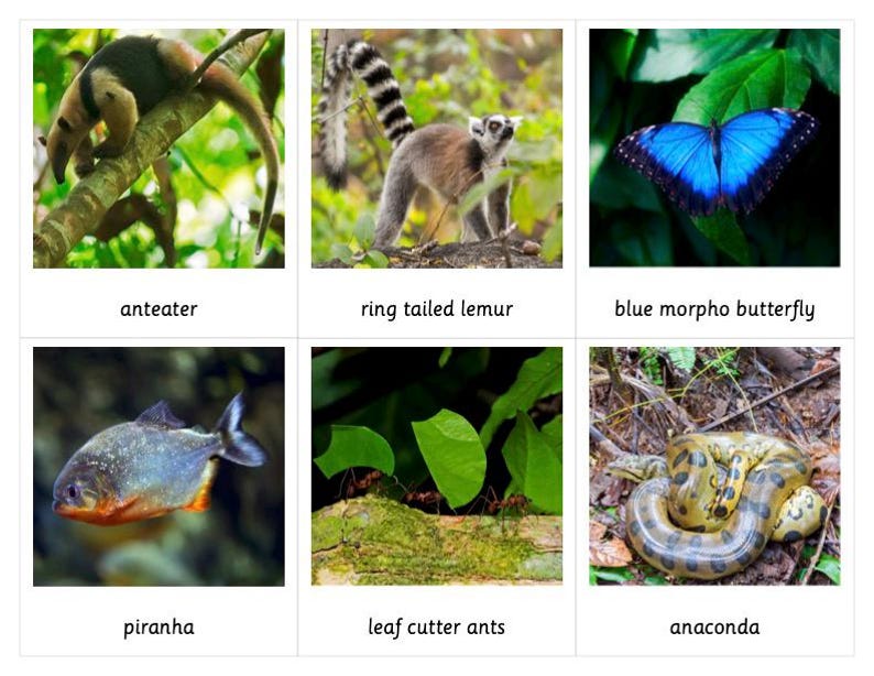 Rainforest Habitat Montessori 3 Part Cards - Etsy
