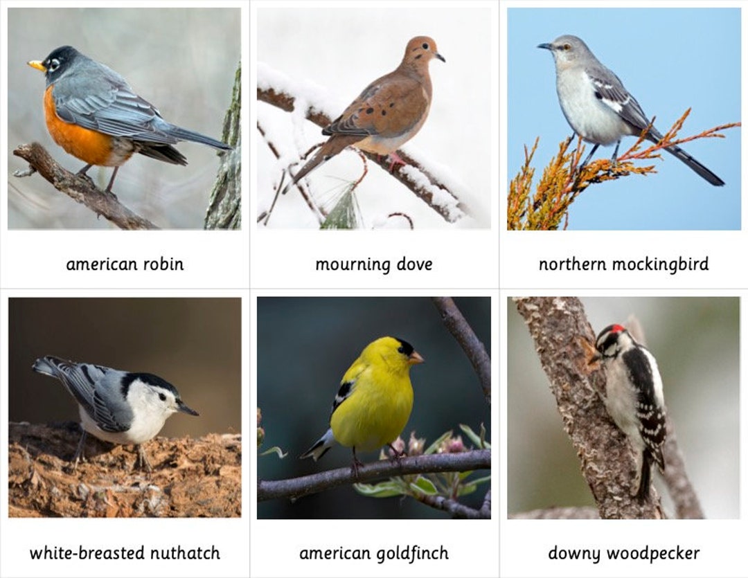 Montessori 3 Part Cards Backyard Birds - Etsy