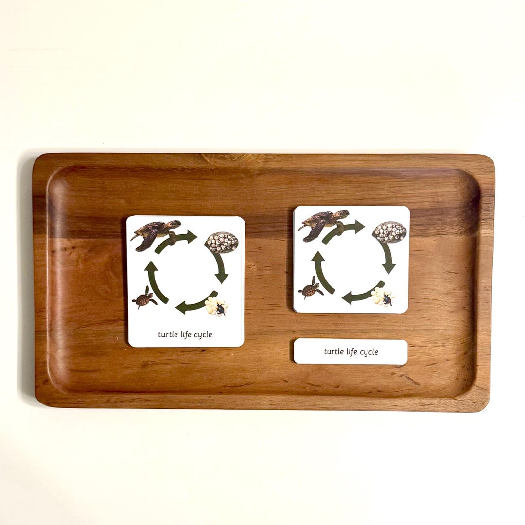Sea Turtle Life Cycle - Montessori 3 Part Cards - Etsy