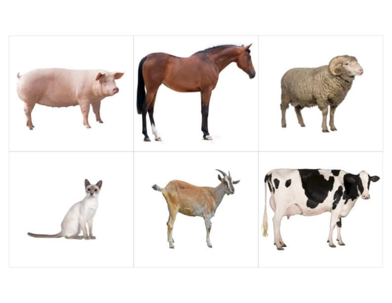 Farm Animal Montessori 3 Part Cards & Language Objects - Etsy