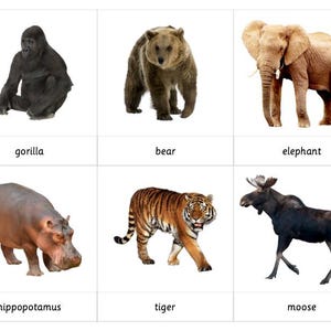 Types of Mammals Montessori 3 Part Cards & Language Objects - Etsy
