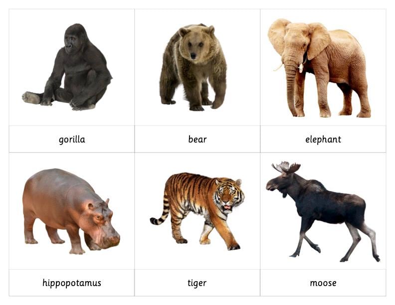 Types of Mammals Montessori 3 Part Cards & Language Objects - Etsy