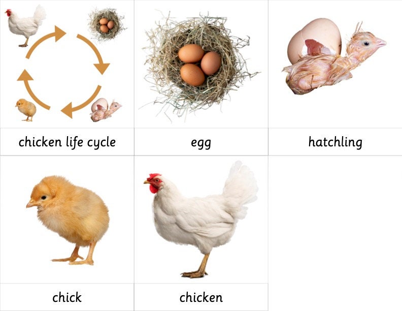 Life Cycle Bundle Montessori 3 Part Cards - Etsy