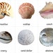 Montessori 3 Part Cards Seashells - Etsy