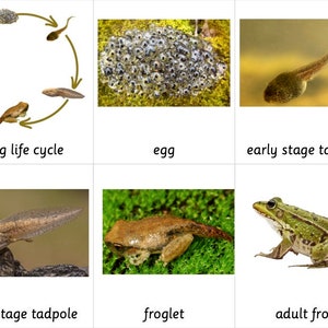 Montessori 3 Part Cards Frog Life Cycle With Matching Objects - Etsy