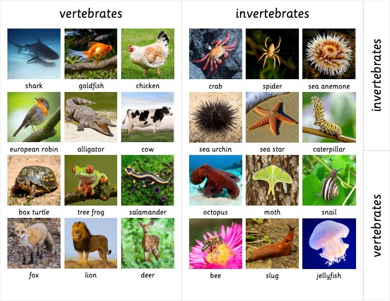 Montessori Classification Cards Vertebrates & Invertebrates - Etsy