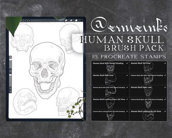 Human Skull Open Jaw Drawing