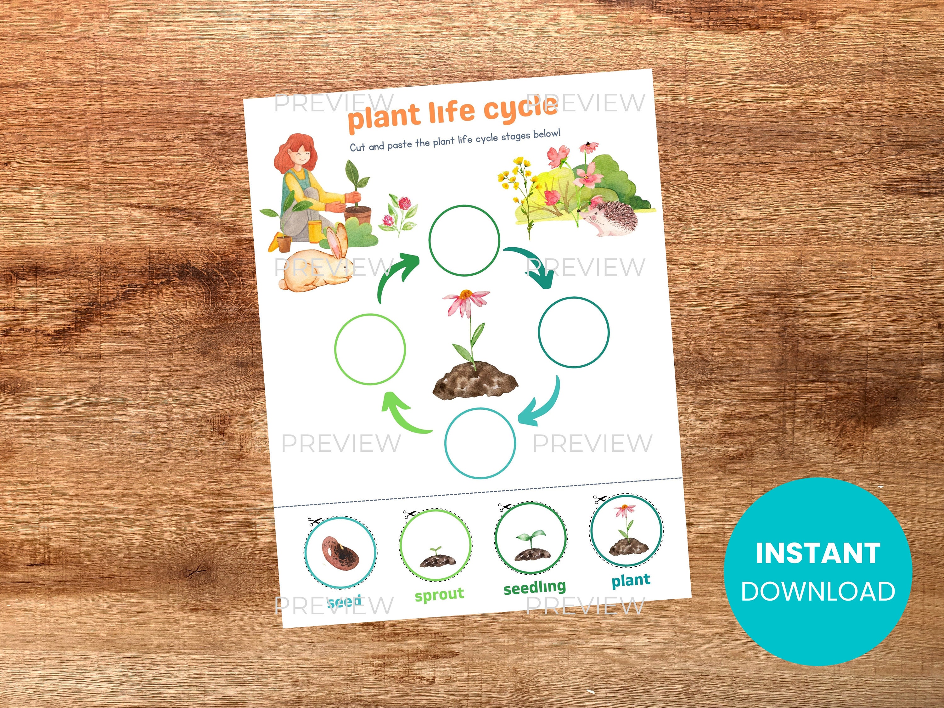 Plant Life Cycle Cut And Paste Worksheet