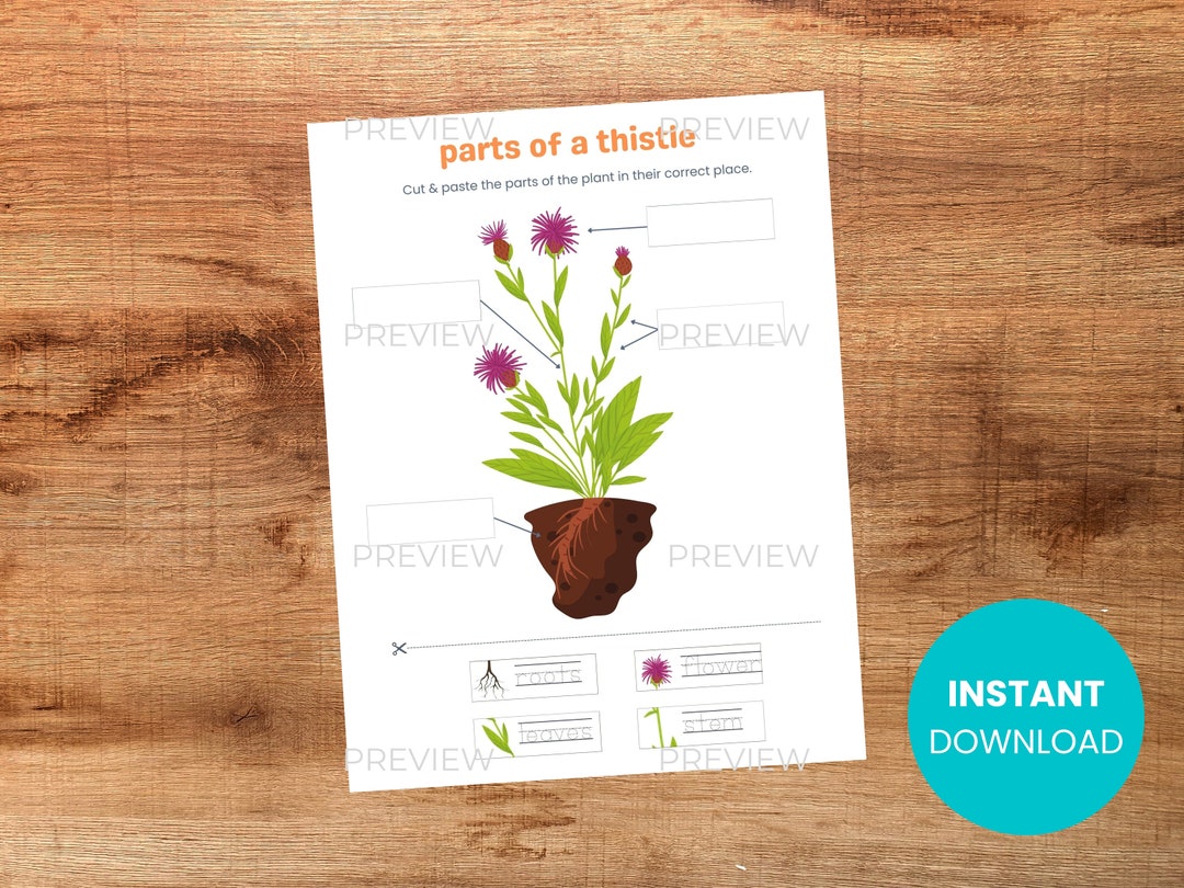 PRINTABLE Thistle Parts Cut & Paste Activity Worksheet - Etsy