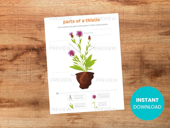 Parts Of A Plant For Kids Cut And Paste