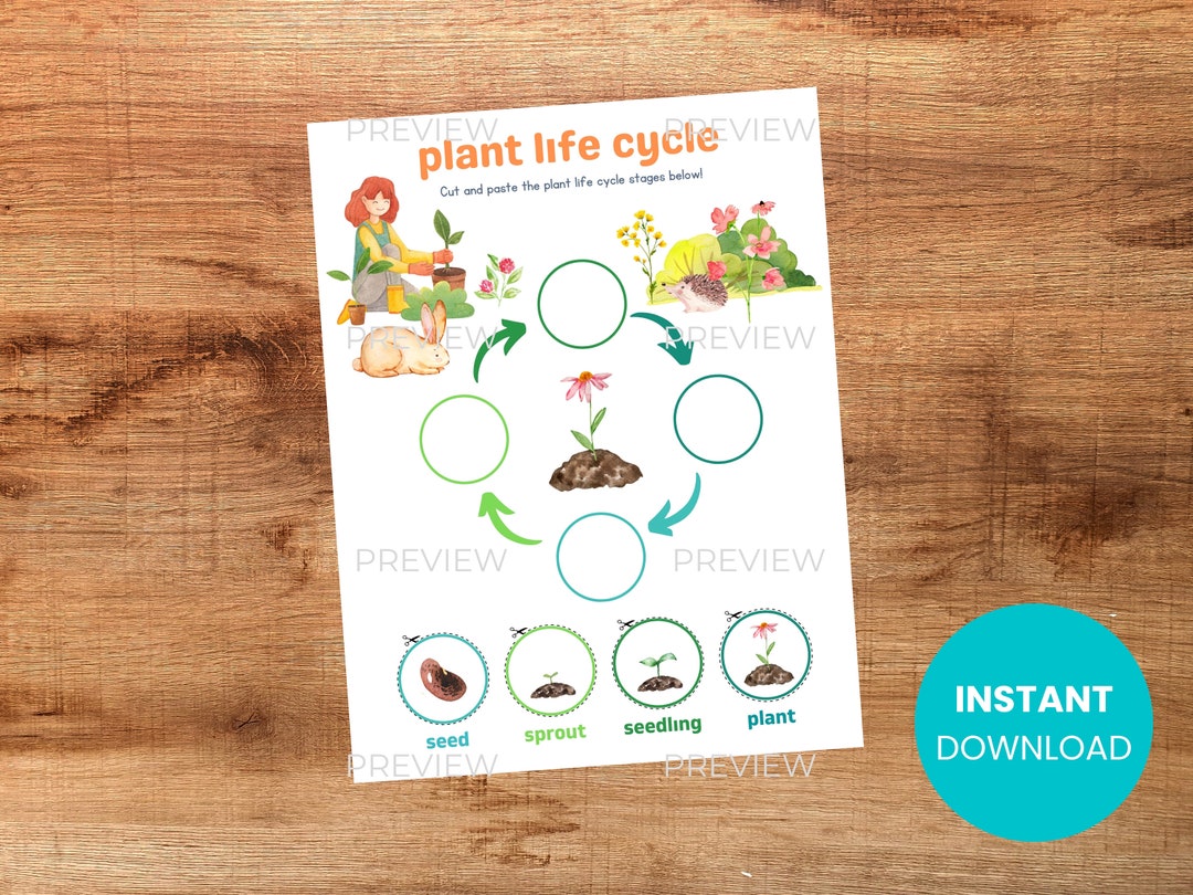 PRINTABLE Plant Life Cycle Cut & Paste Activity Homeschool - Etsy UK