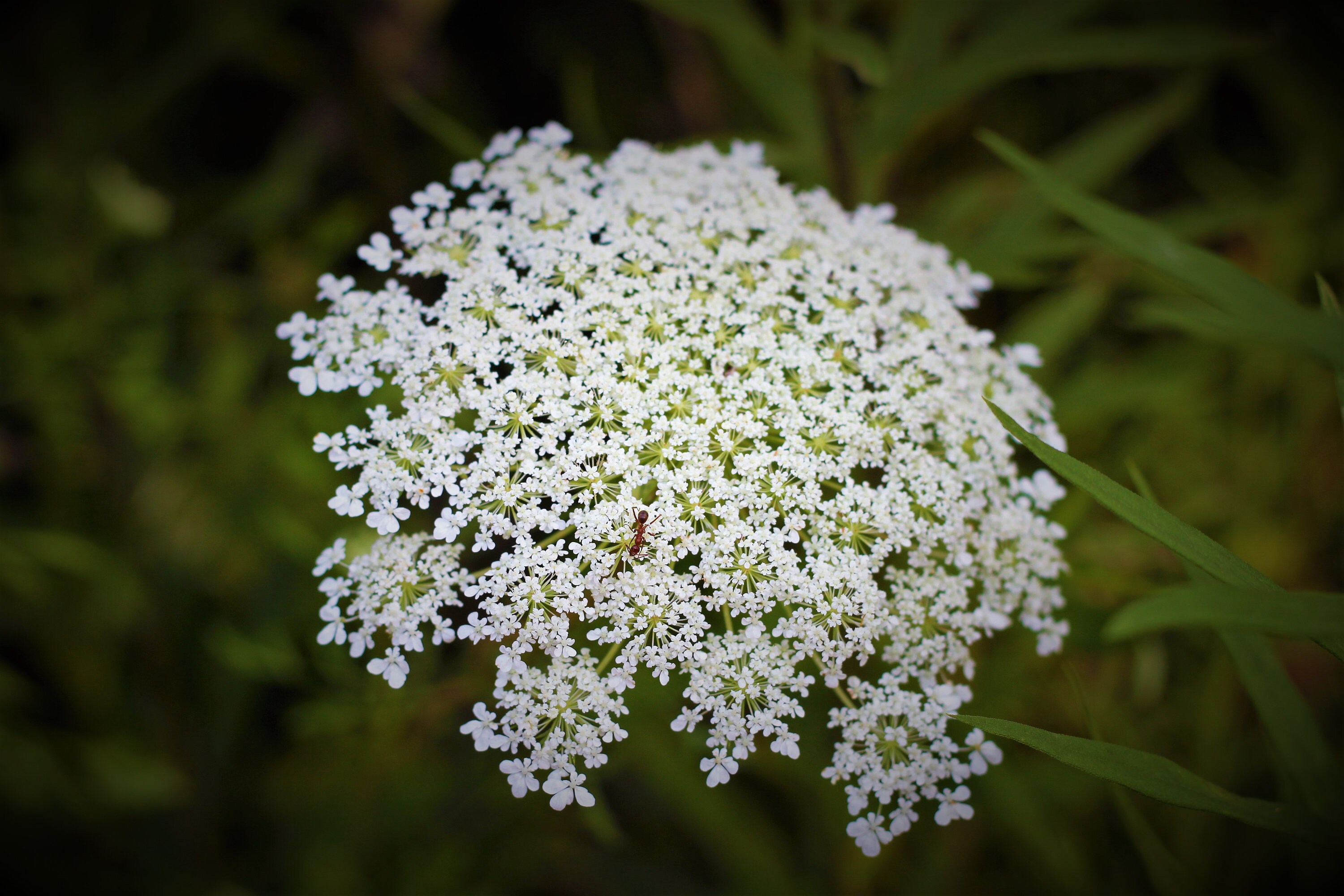 Queen Anne's Lace Flower With Curious Ant Digital Download - Etsy