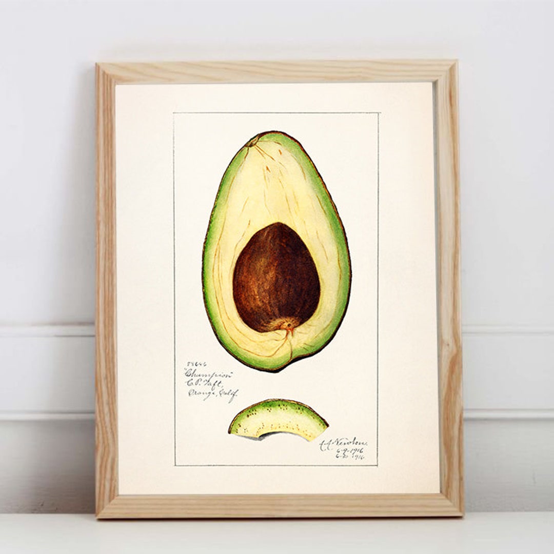 Vintage Avocado Print, Botanical Wall Art, Kitchen Decor, Digital ...