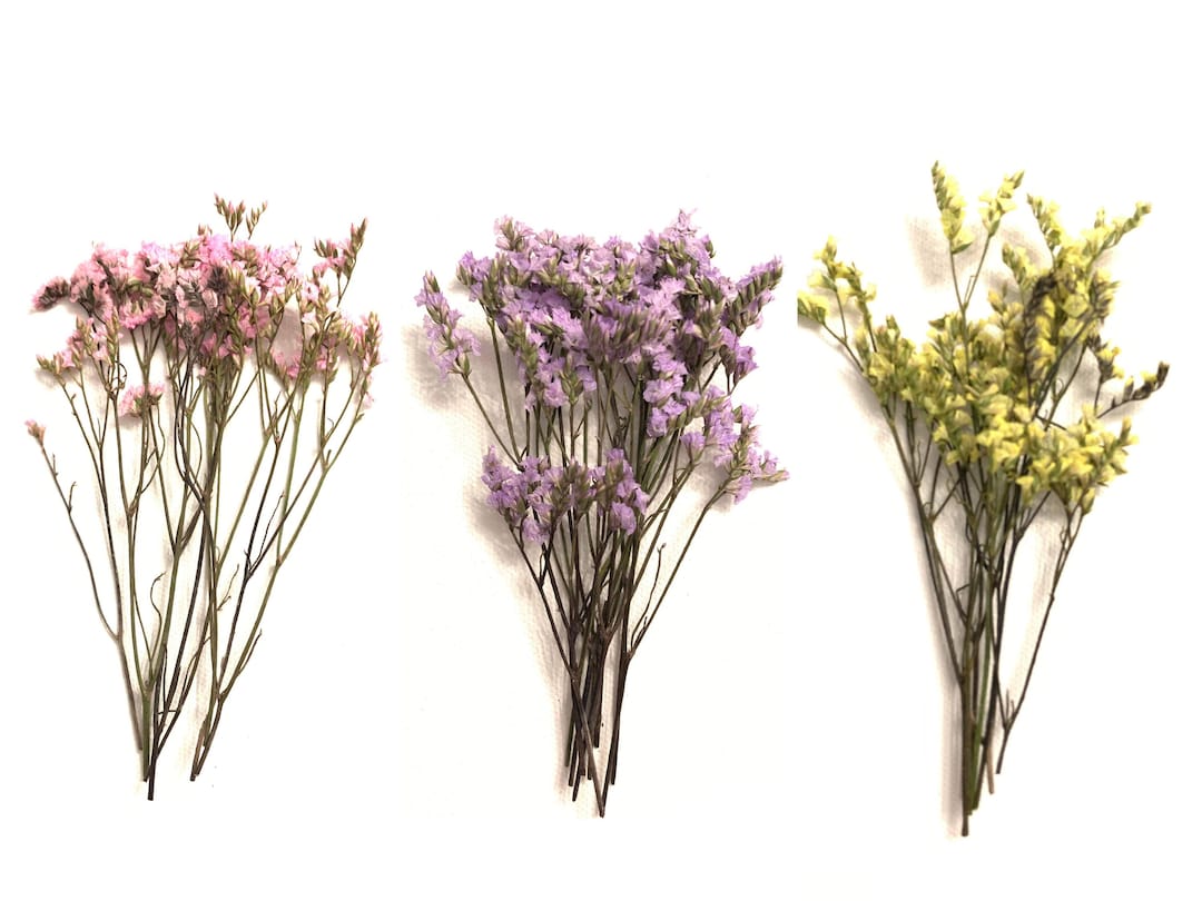 Dried Pressed Limonium Flowers Various Colors Bulk - Etsy Canada