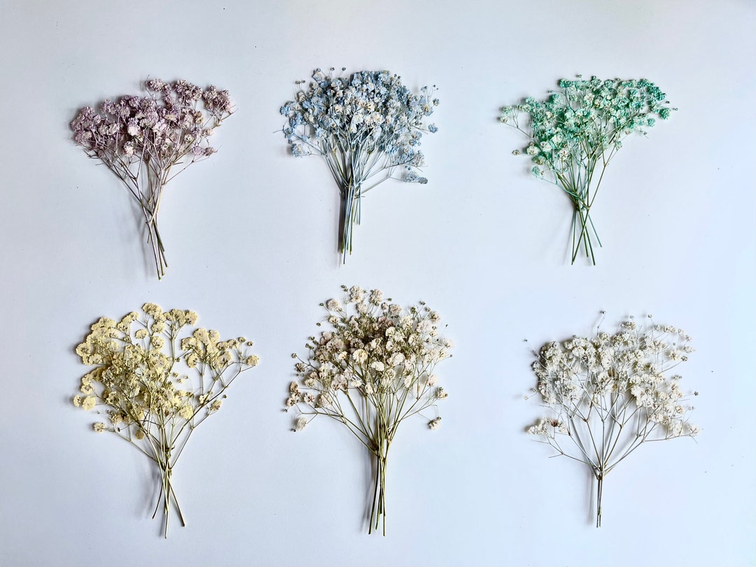 Dried Pressed Baby Breath Xlence Flowers Gypsophila - Various Colors ...
