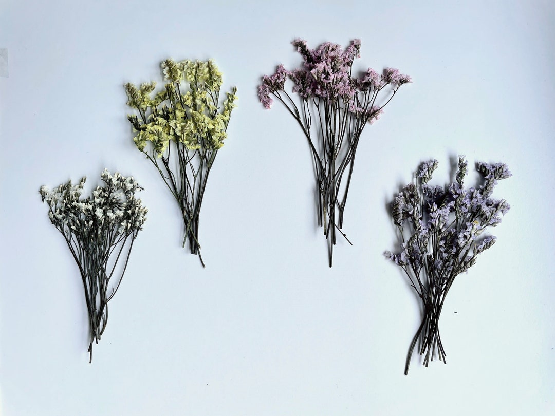 Dried Pressed Limonium Flowers - Various Colors | Bulk, Perfect for ...
