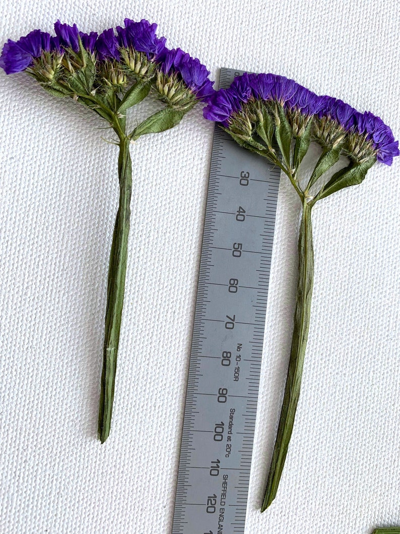Dried Pressed Statice Sea Lavender (10-15cm) | Bulk, Perfect for Decors ...
