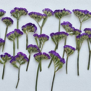 Dried Pressed Statice Sea Lavender (10-15cm) | Bulk, Perfect for Decors ...