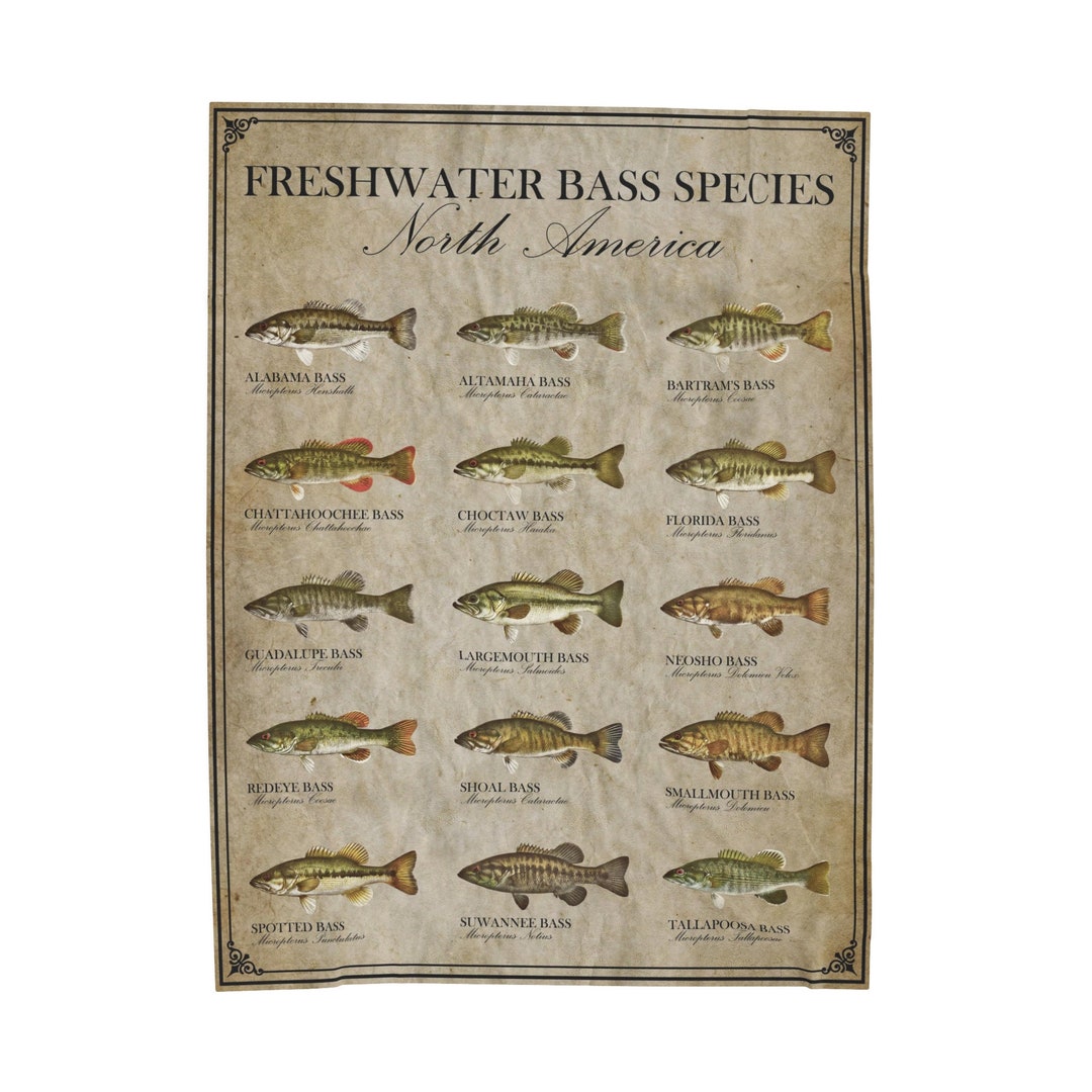 Vintage Style Bass Fish Fleece Blanket, Natural History Art Bass Lovers ...