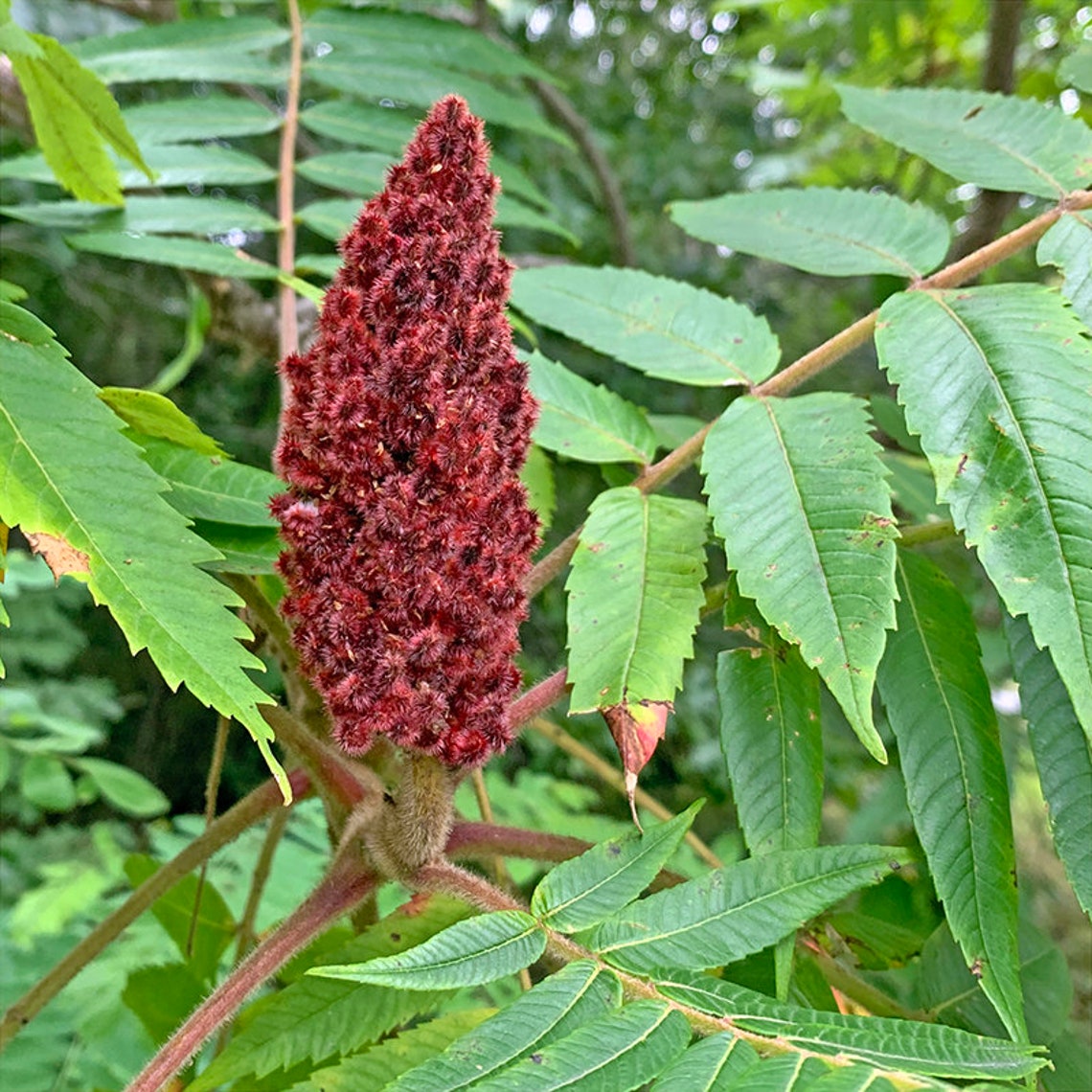 100% Ground Sumac Spice Mediterranean Tangy and Citrus High Grade - Etsy