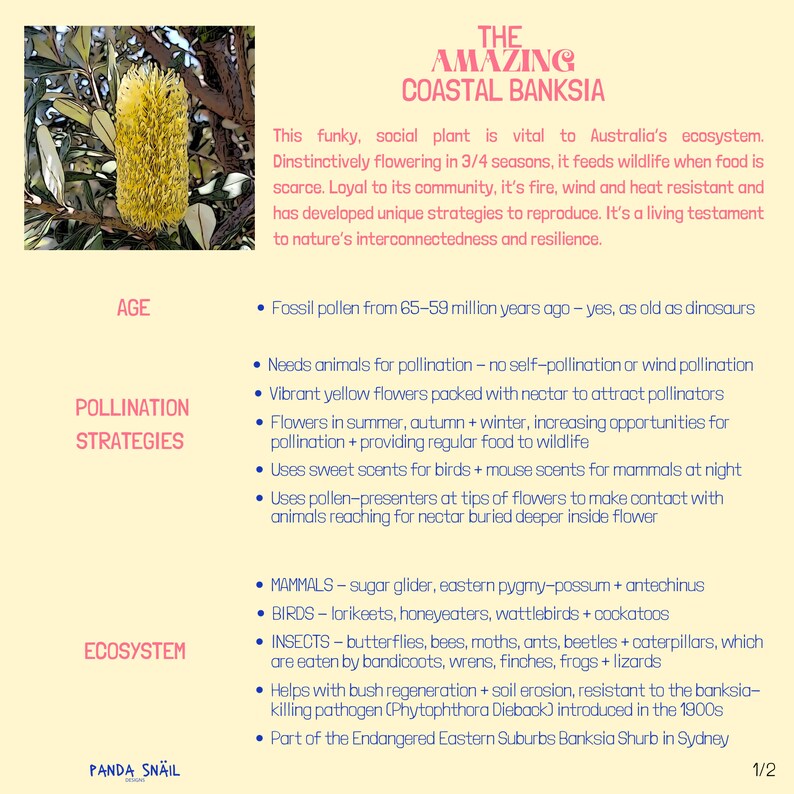 Super Mum Birthday Card | Australian Gumnut, May Gibbs, Banksia Seeds ...