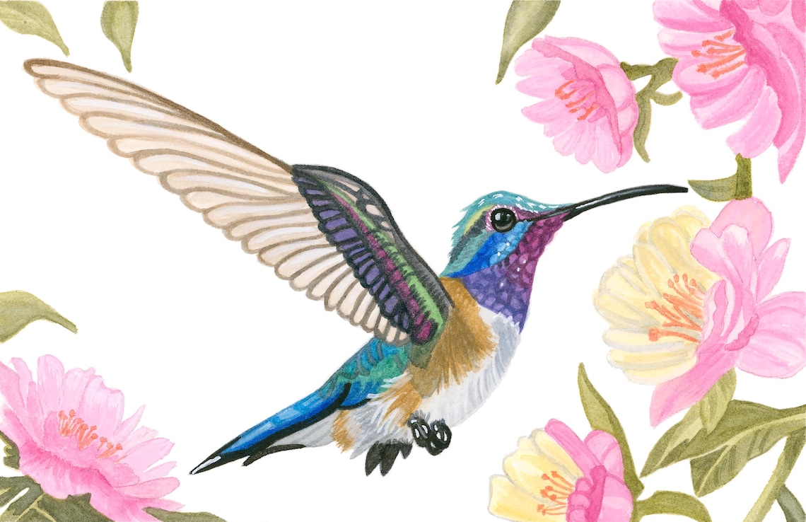 Hummingbird Pictures, Hummingbirds, Hummingbird Fine Art Prints ...