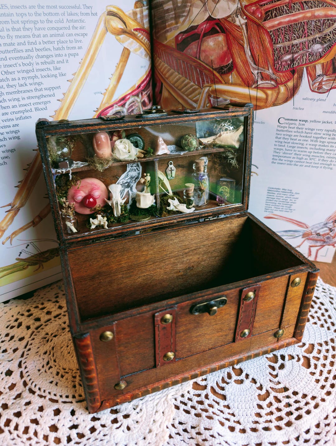 Curiosity and Oddity Cabinet Chest Box. Witchy Vials. Apothecary. - Etsy