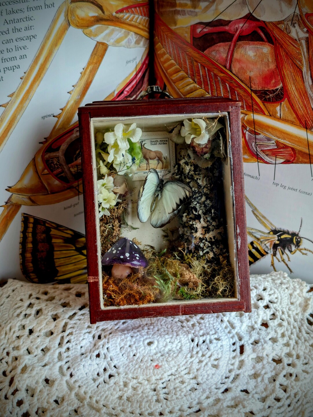 Butterfly Shadow Box Display Fairy Door Curio Oddity Whimsical - Etsy