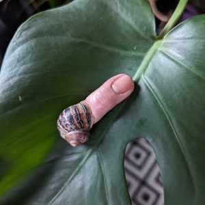 Snail Shell Finger Nail Oddity and Curiosity Polymer Clay Sculpture ...