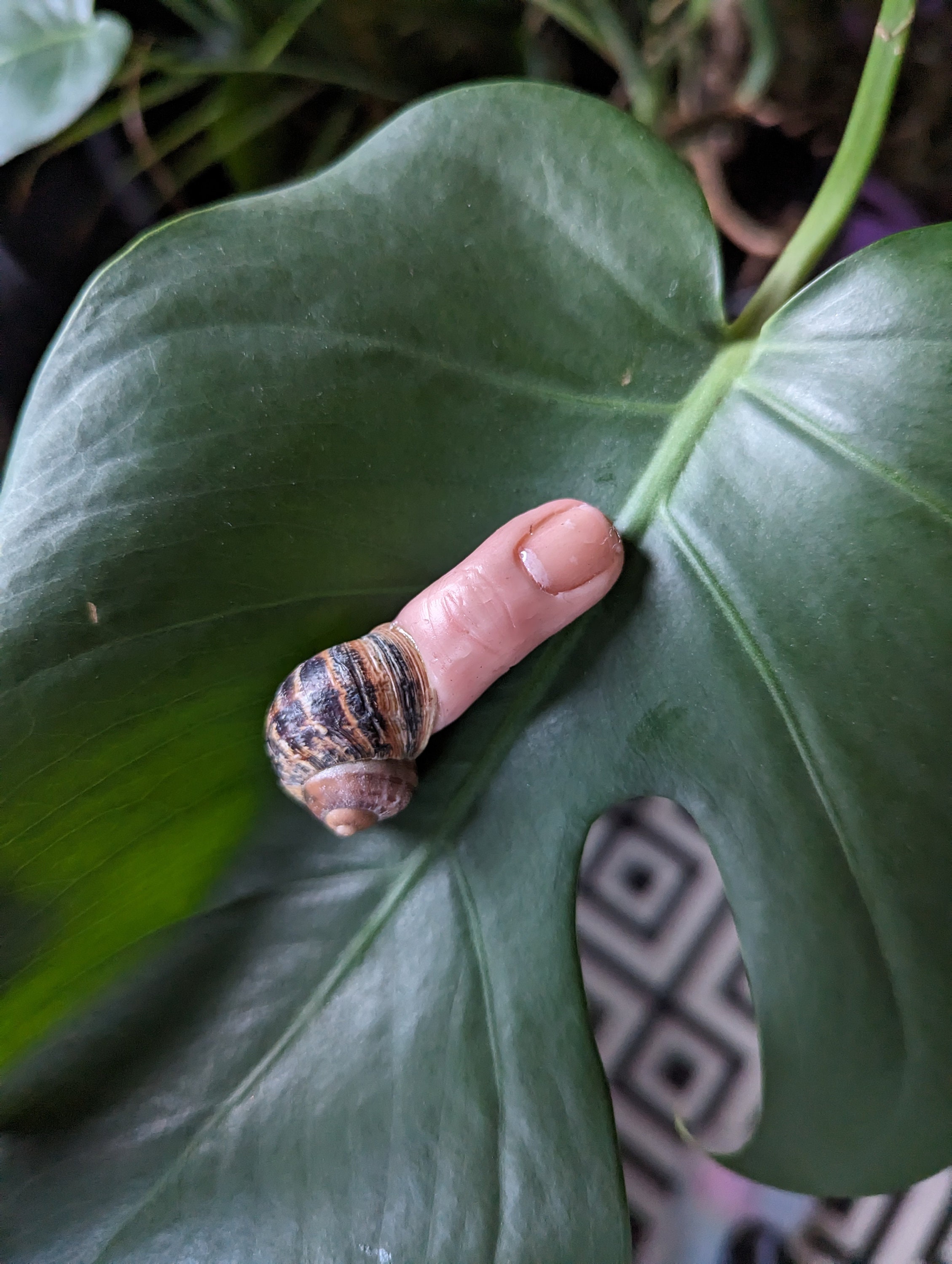 Snail Shell Finger Nail Oddity and Curiosity Polymer Clay Sculpture ...
