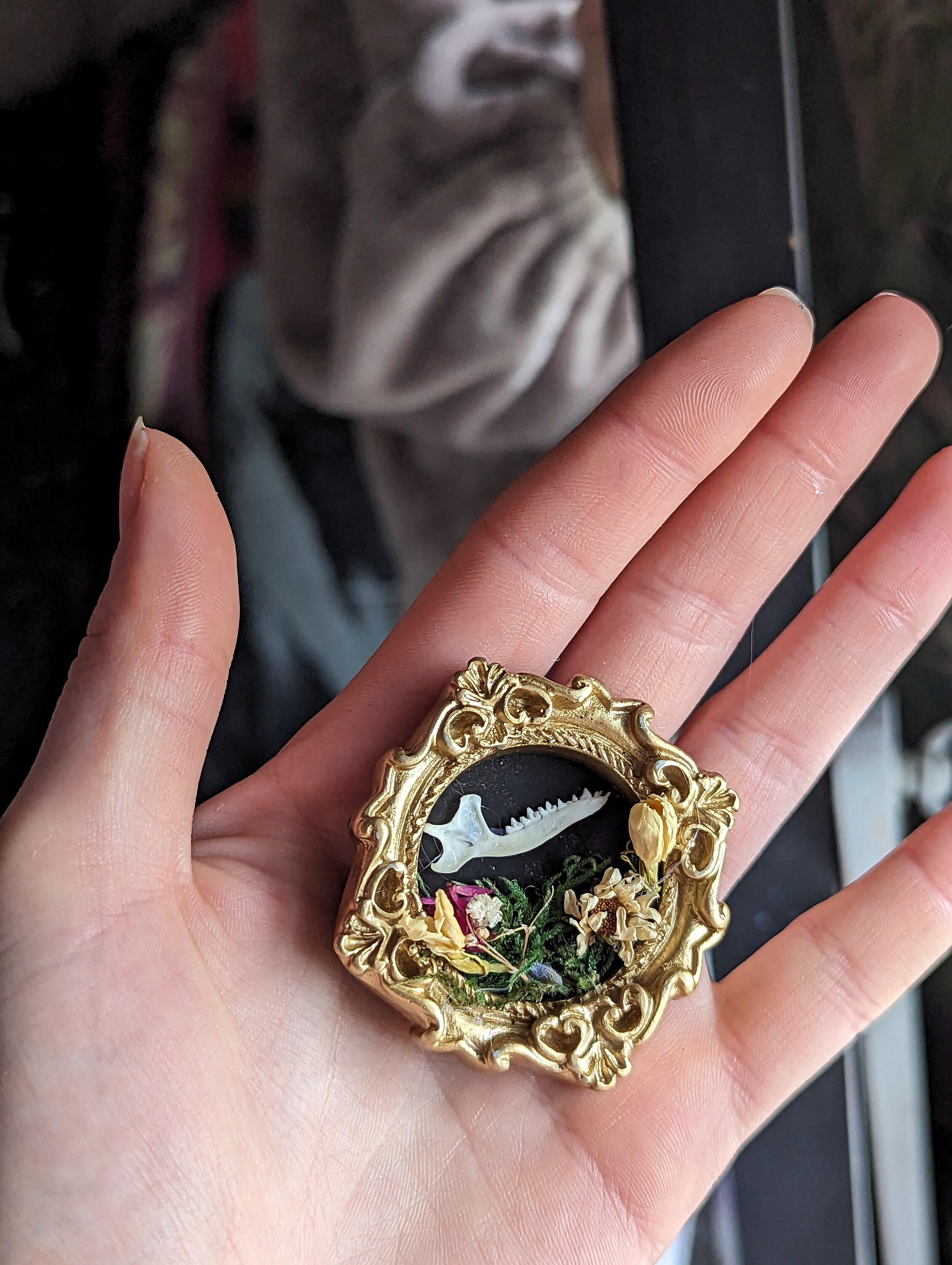Curiosity and Oddity Mini Curio Frame Specimen Mole Jaw Bone Animal ...