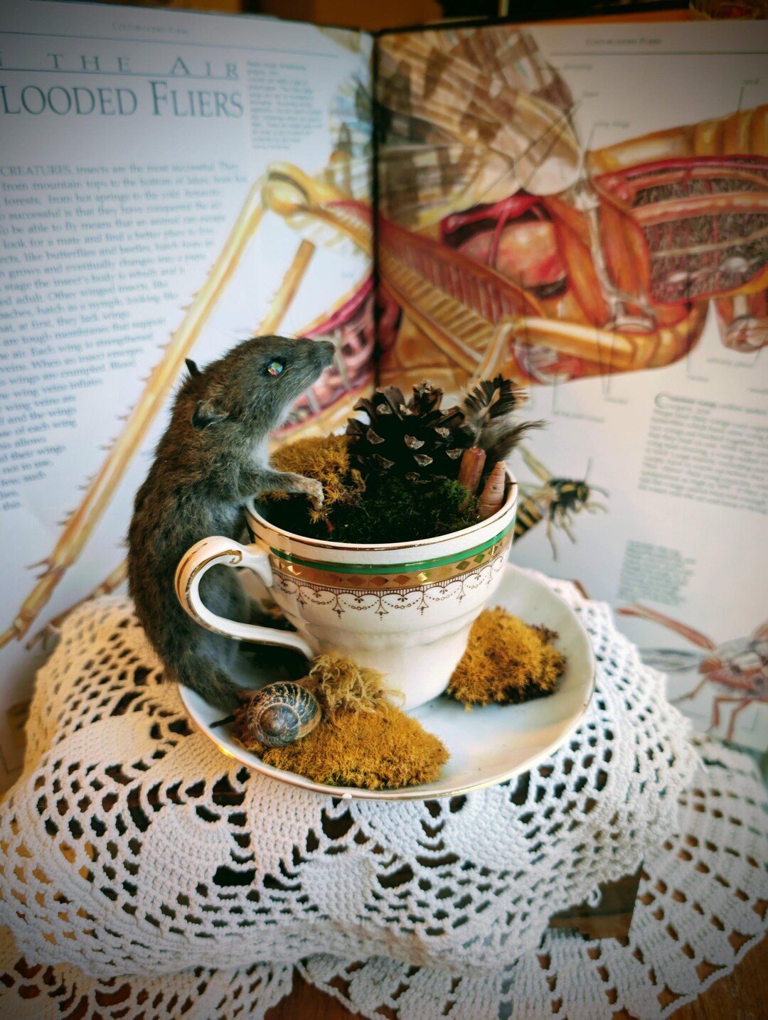 Rat Taxidermy Whimsical Teacup Oddity Curiosity - Etsy