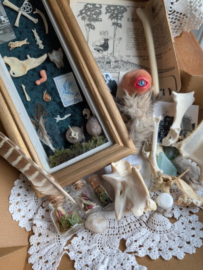 Oddity Mystery Box / Vulture Culture / Curiosities and Oddities - Etsy