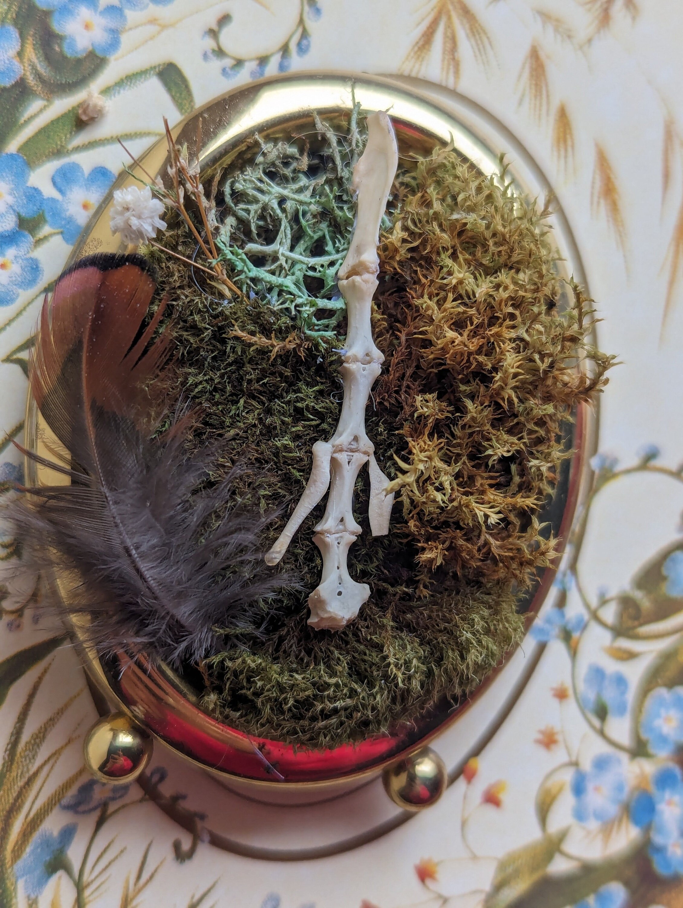 Curiosity and Oddity Mini Curio Frame Bird Spine Animal Bones Vulture ...