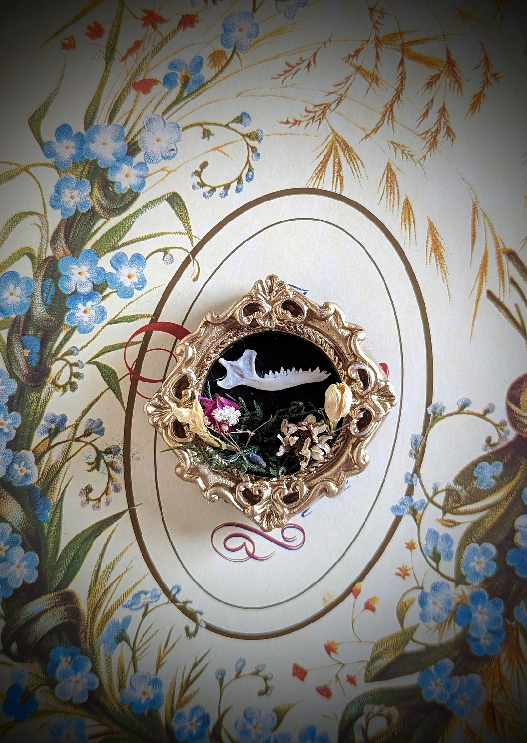 Curiosity and Oddity Mini Curio Frame Specimen Mole Jaw Bone Animal ...