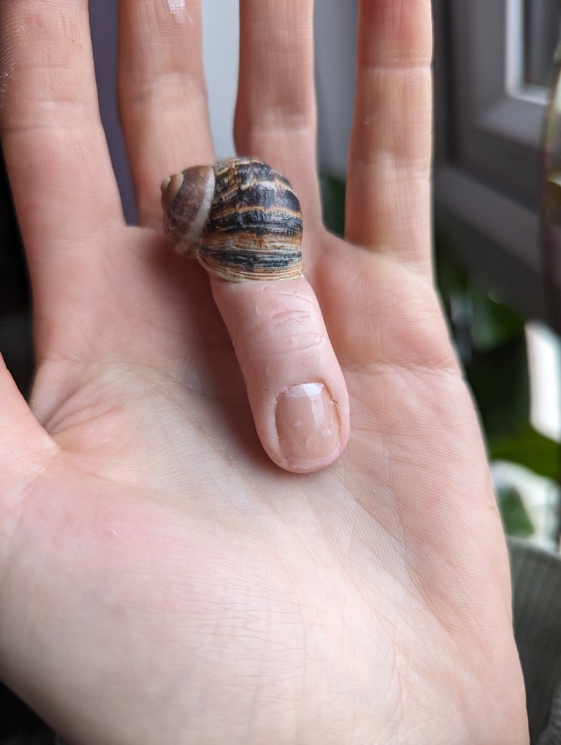 Snail Shell Finger Nail Oddity and Curiosity Polymer Clay Sculpture ...