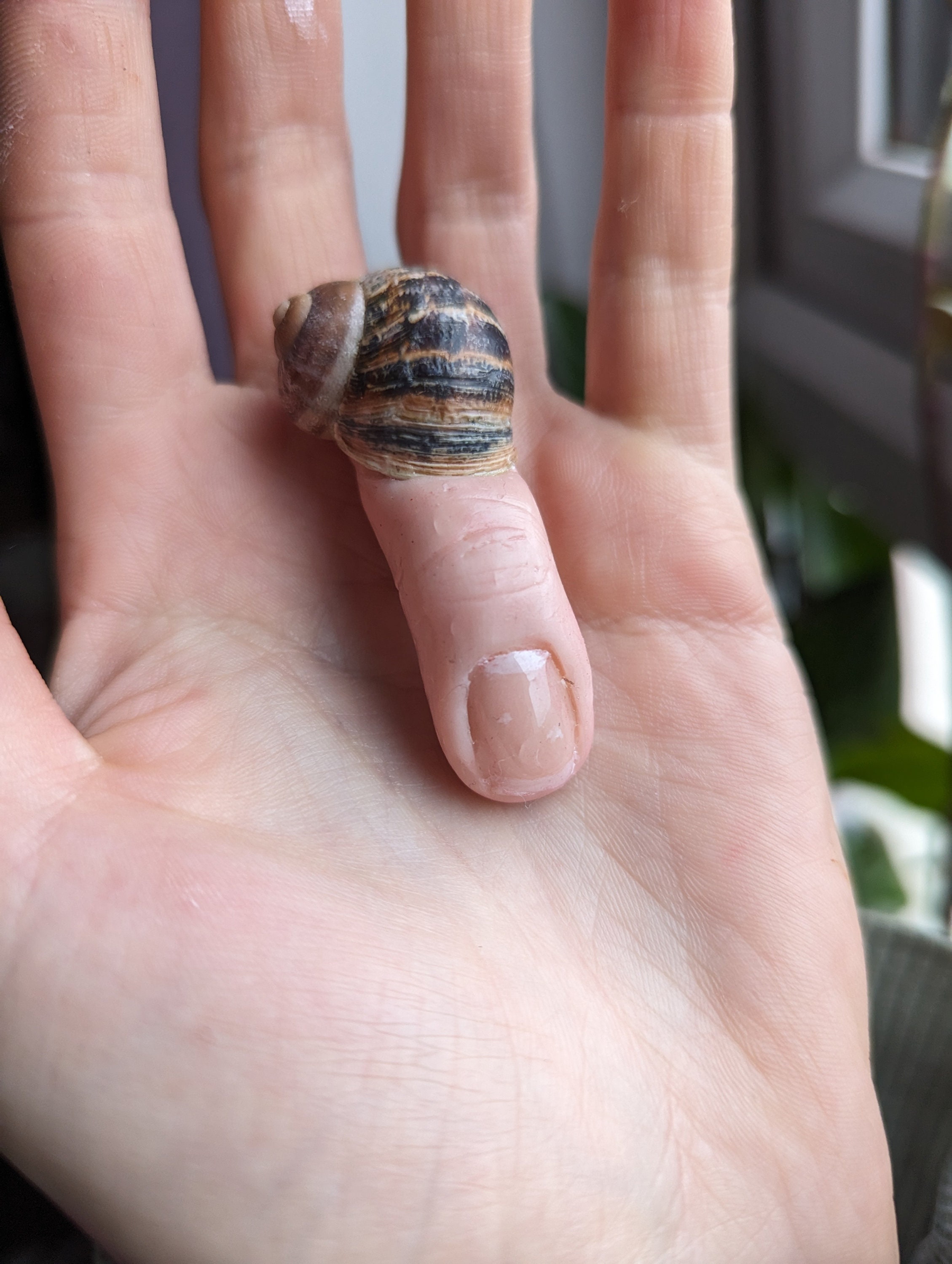 Snail Shell Finger Nail Oddity and Curiosity Polymer Clay Sculpture ...