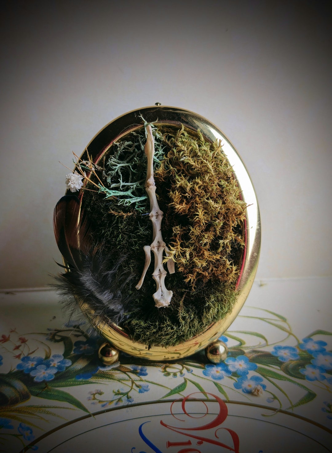 Curiosity and Oddity Mini Curio Frame Bird Spine Animal Bones Vulture ...