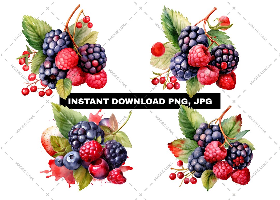 Watercolor Berries Clipart Watercolor Berry PNG JPG - Etsy