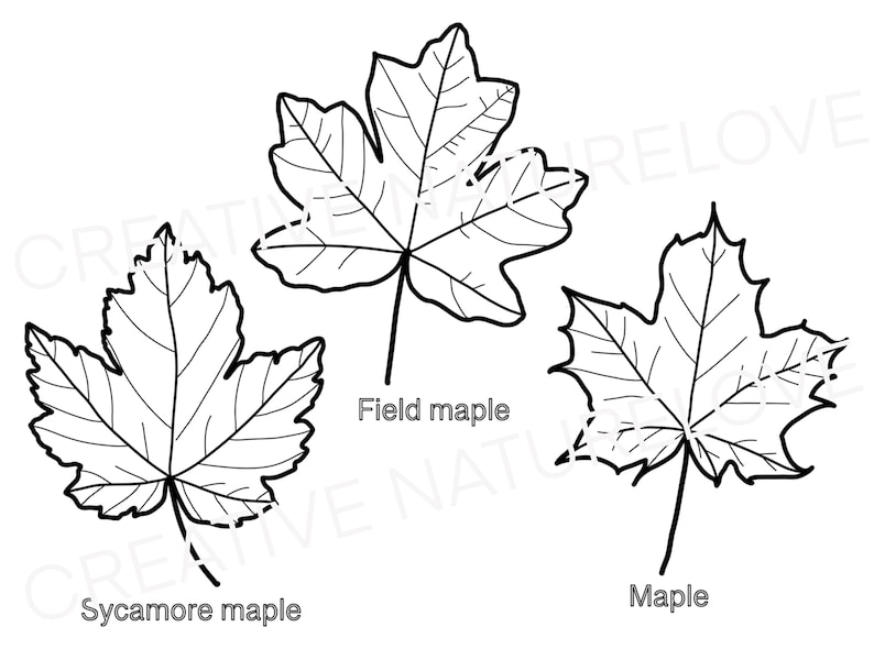 Maple Leaf Coloring Page * Botanical Drawing * Nature Lover * Digital ...