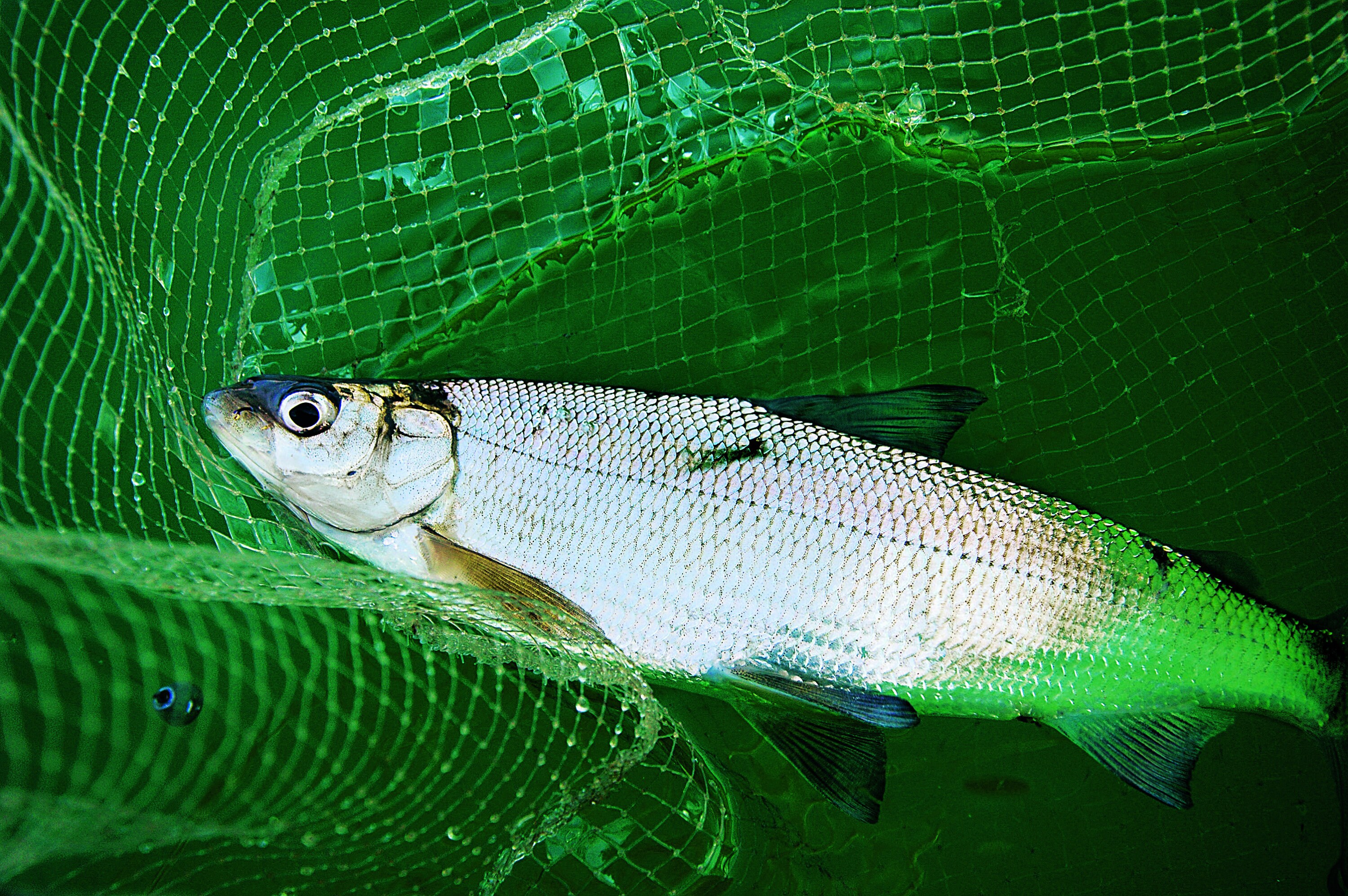 Highly Effective Red and Black Rig, Sizes 12-16, for Whitefish, Char ...