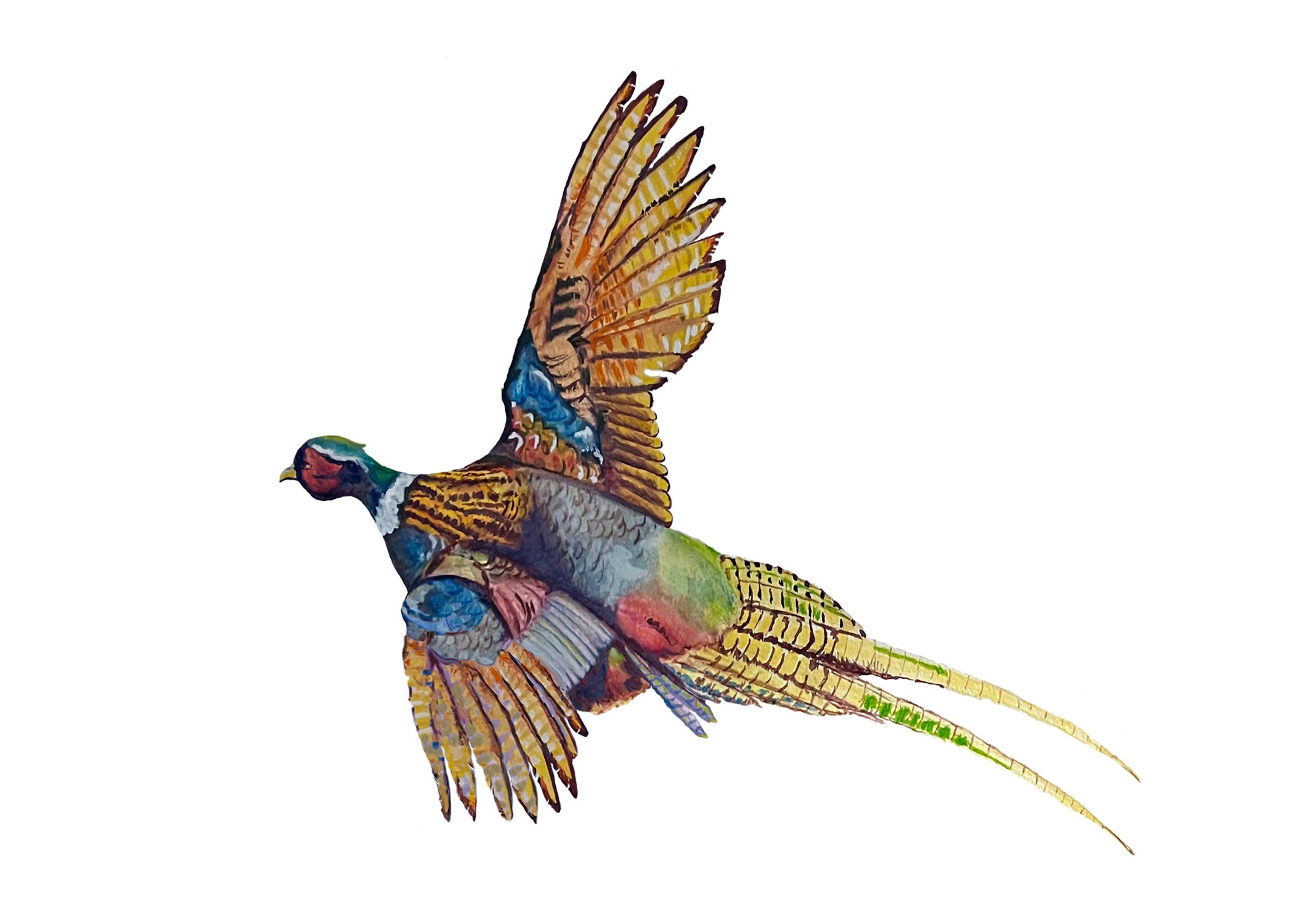 Flying Ring Neck Pheasant Watercolor Print - Etsy