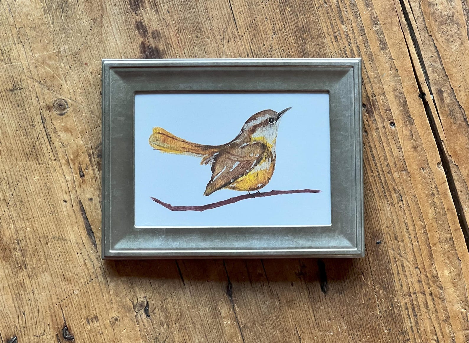 Carolina Wren - Watercolor Print - Etsy