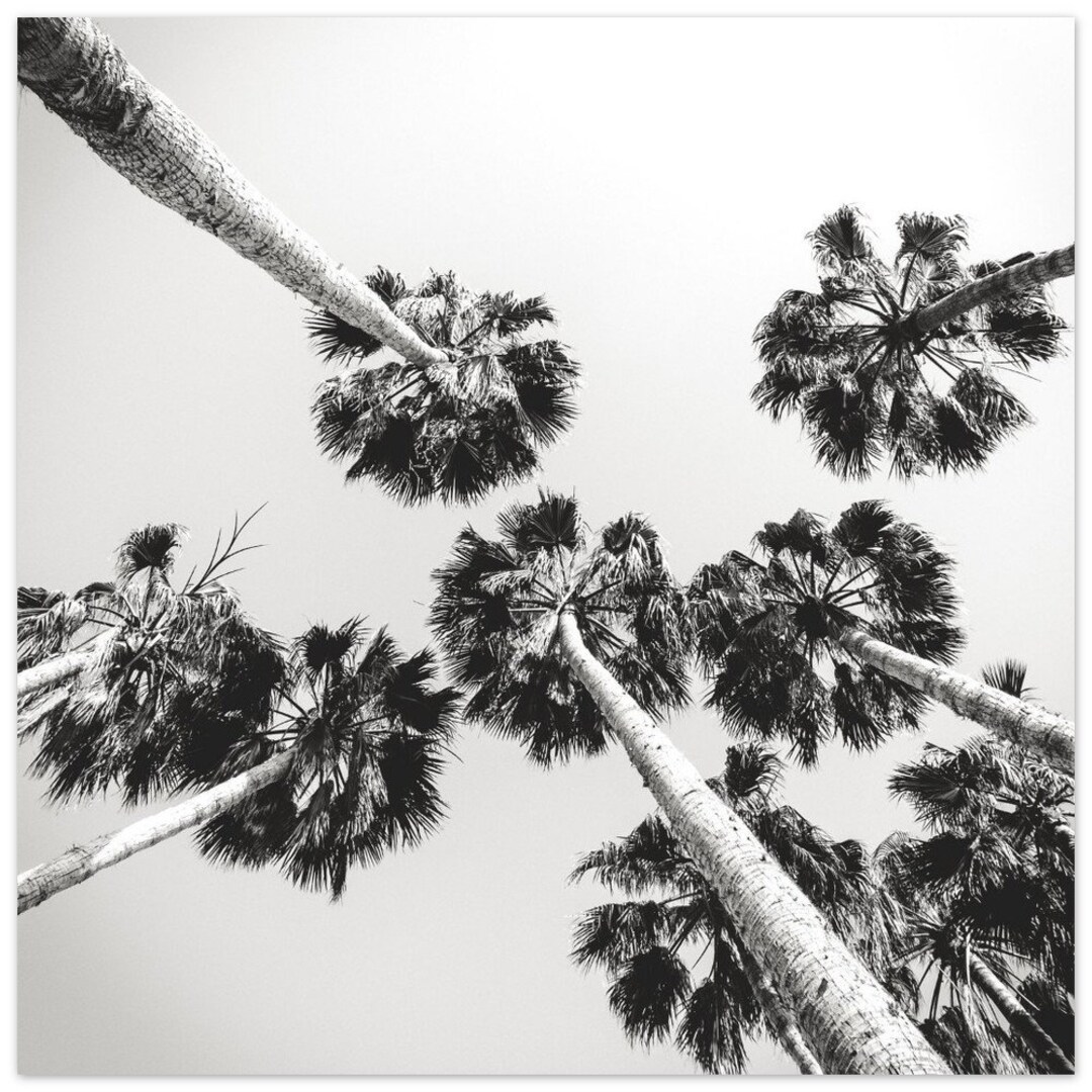 Famous Palm Trees Photo Poster Print Los Angeles Wall Art Fine Art ...