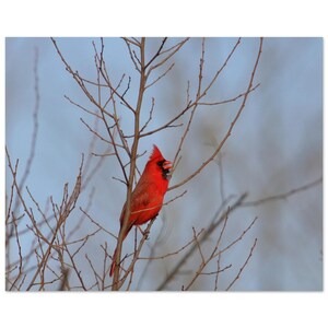 Male Northern Cardinal | Nature Wall Art, Nature Print - Premium Matte ...