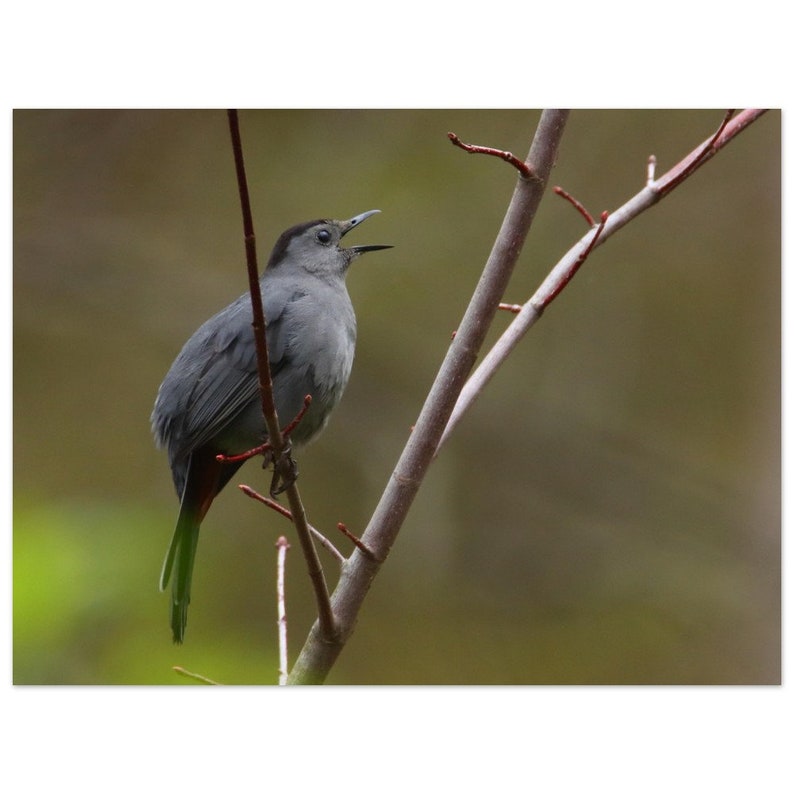 Gray Catbird | Nature Wall Art, Nature Print - Premium Matte Paper ...