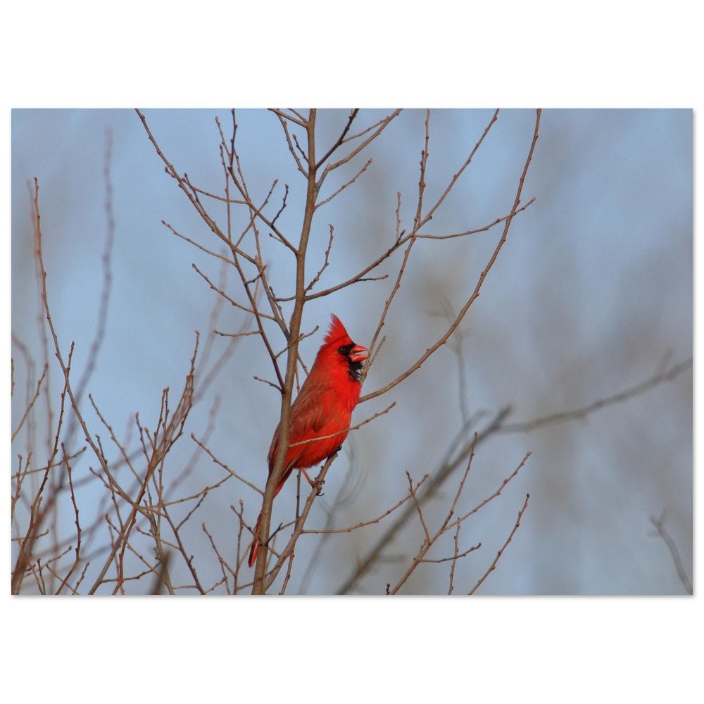 Male Northern Cardinal | Nature Wall Art, Nature Print - Premium Matte ...