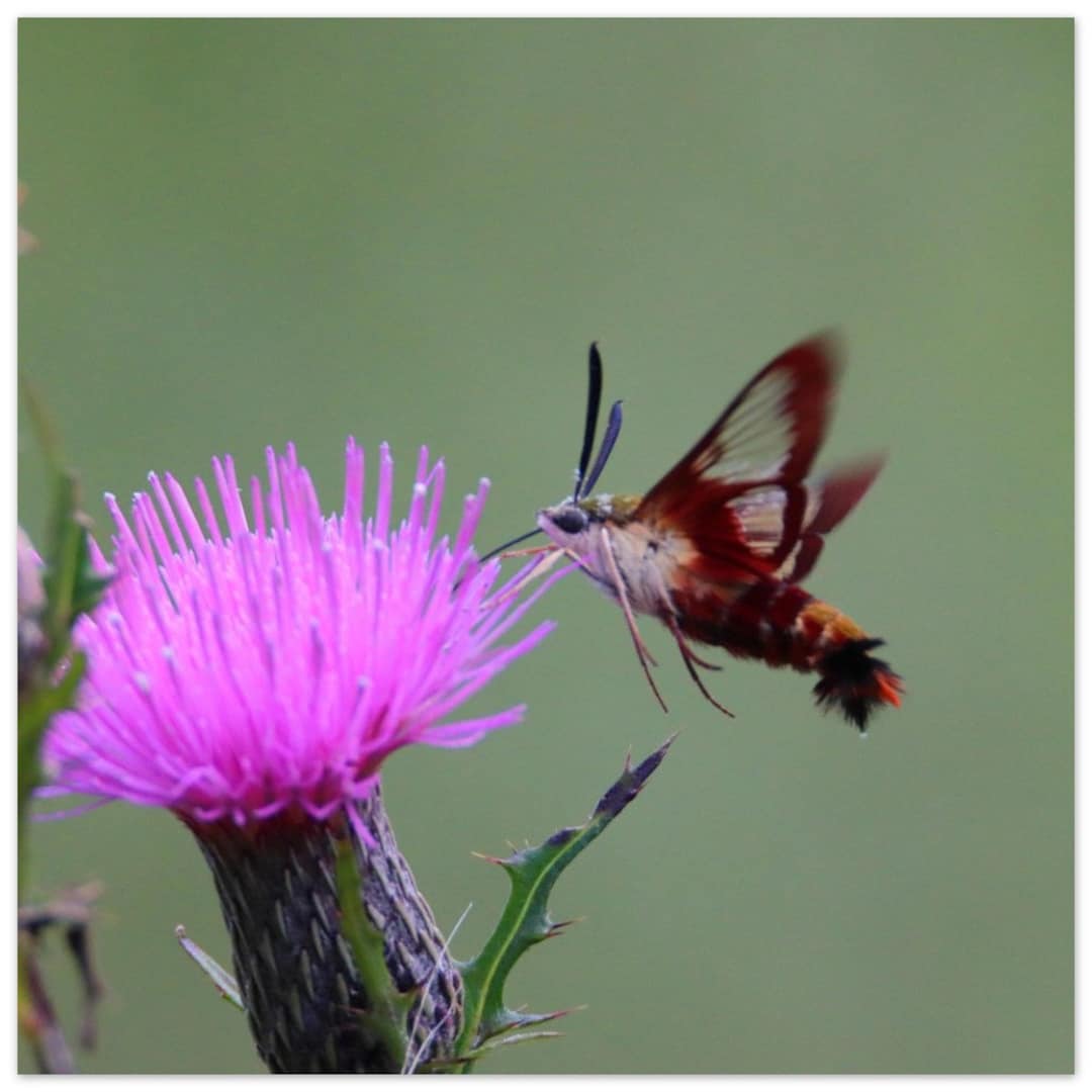 Hummingbird Moth | Nature Wall Art, Nature Print - Premium Matte Paper ...