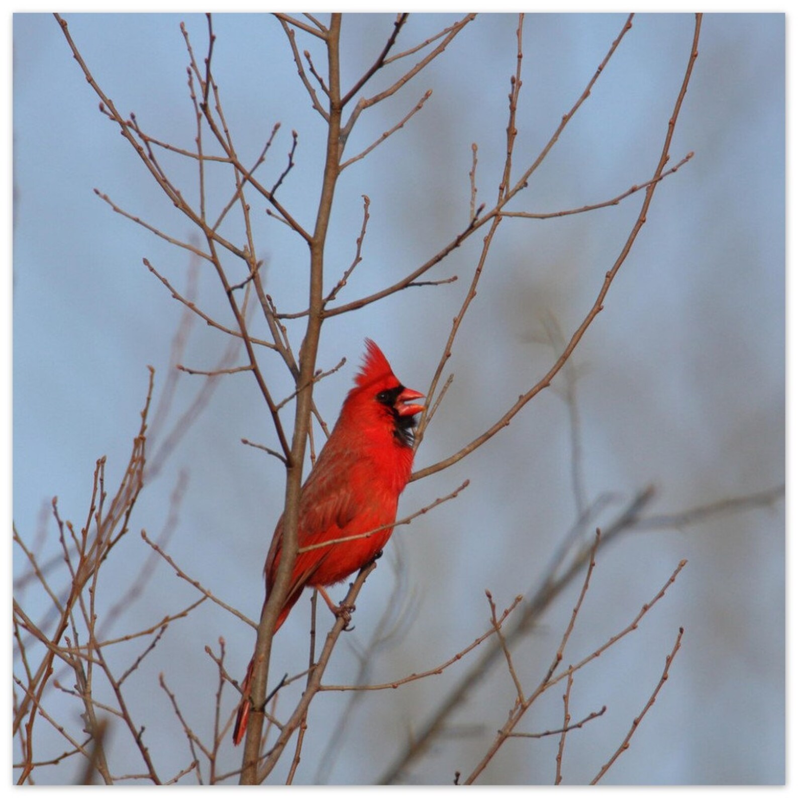 Male Northern Cardinal | Nature Wall Art, Nature Print - Premium Matte ...