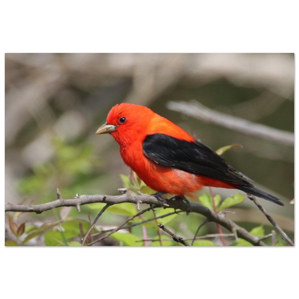 Scarlet Tanager | Nature Wall Art, Nature Print - Premium Matte Paper ...